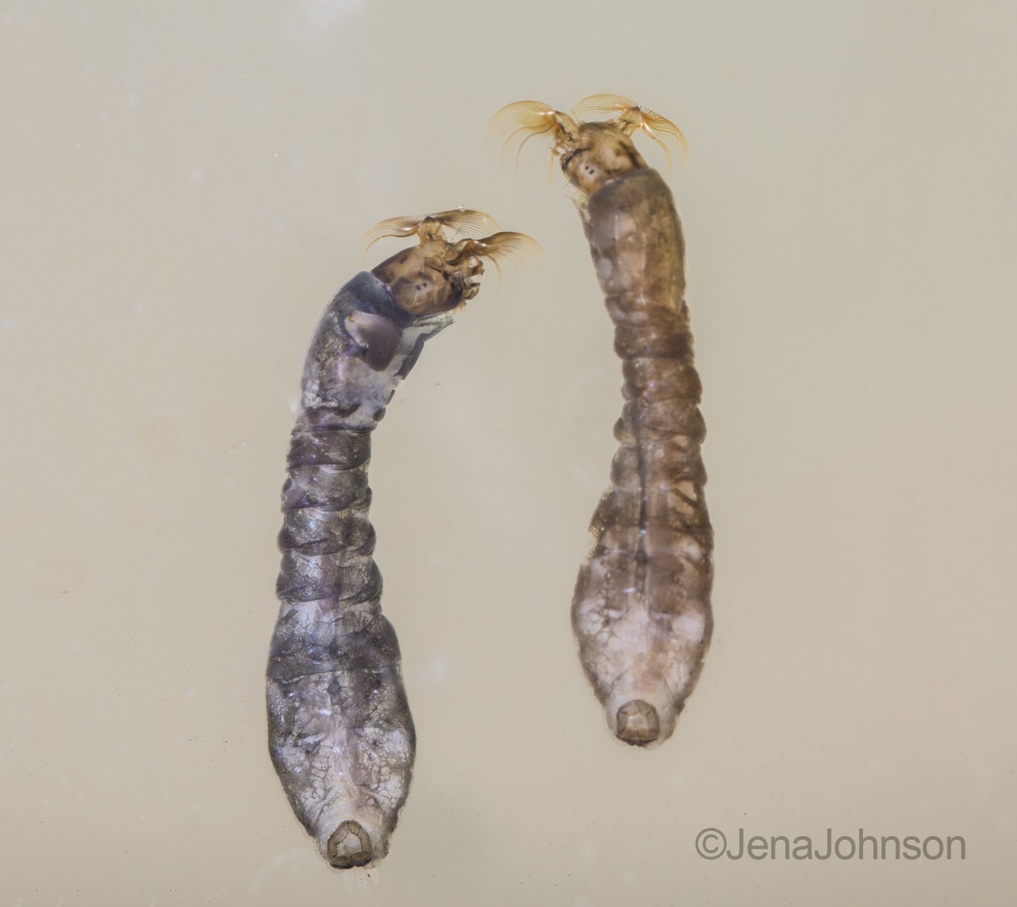 Life Cycle | Black Fly Lab