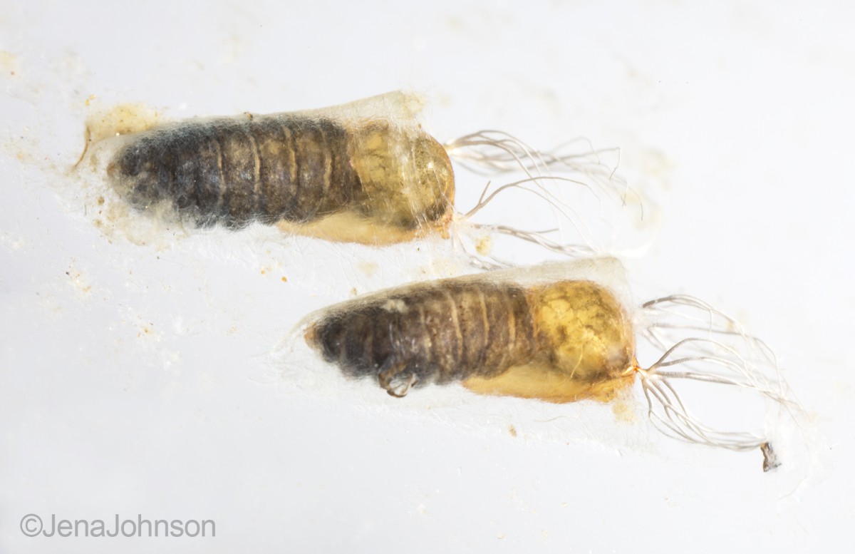 Life Cycle | Black Fly Lab