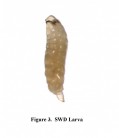 Spotted-Wing Drosophila (SWD) | UGA Blueberry Blog