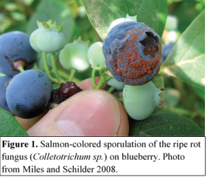 Field evaluation of spray programs for management of anthracnose fruit ...