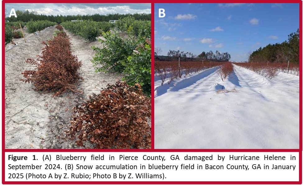 Poor Leafing in Blueberries – Impacts, Potential Causes, and ...