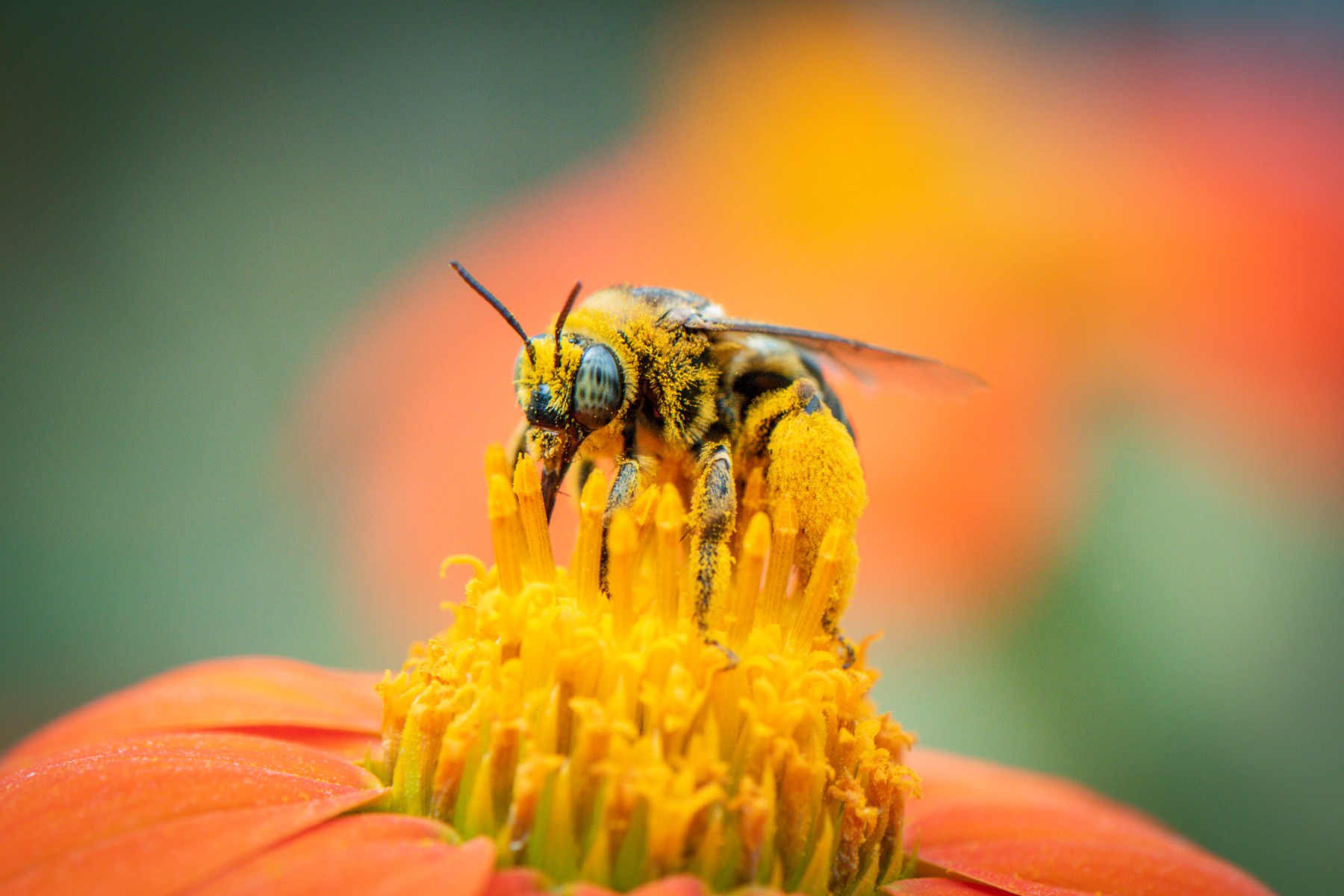 CAES entomologist delivers call to action: Create more bee habitat ...