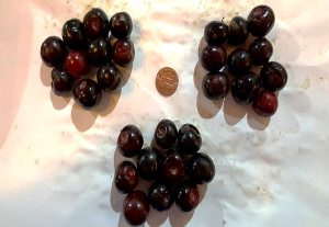 Breeding and Genetics | Chavez Lab