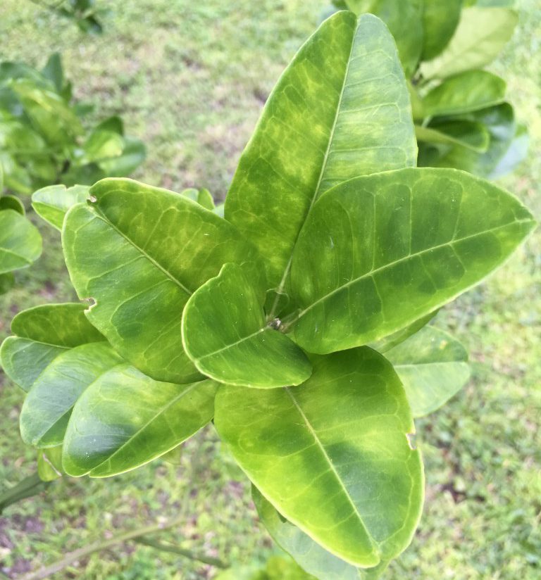 Citrus Greening in Georgia | UGA Citrus Blog Citrus Greening in Georgia | UGA Citrus Blog