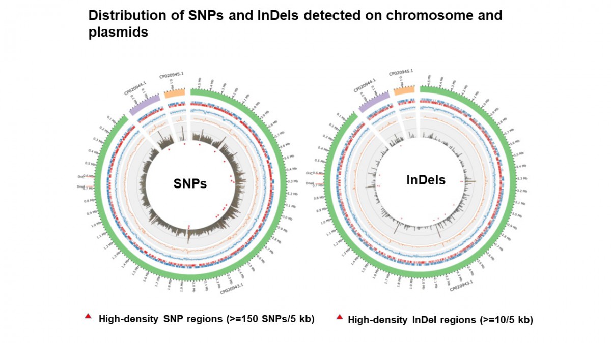 Ongoing Projects | UGA Vegetable Extension Pathology Program