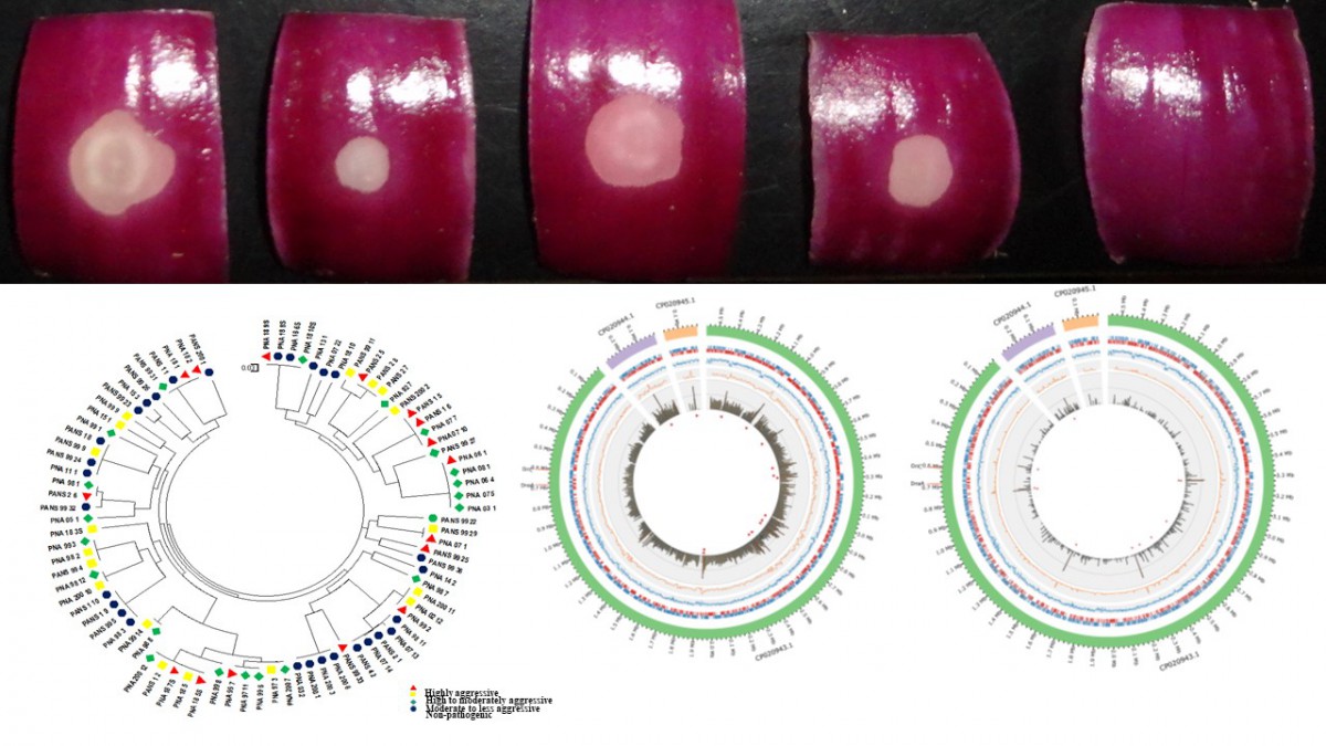 Photo Gallery | UGA Vegetable Extension Pathology Program