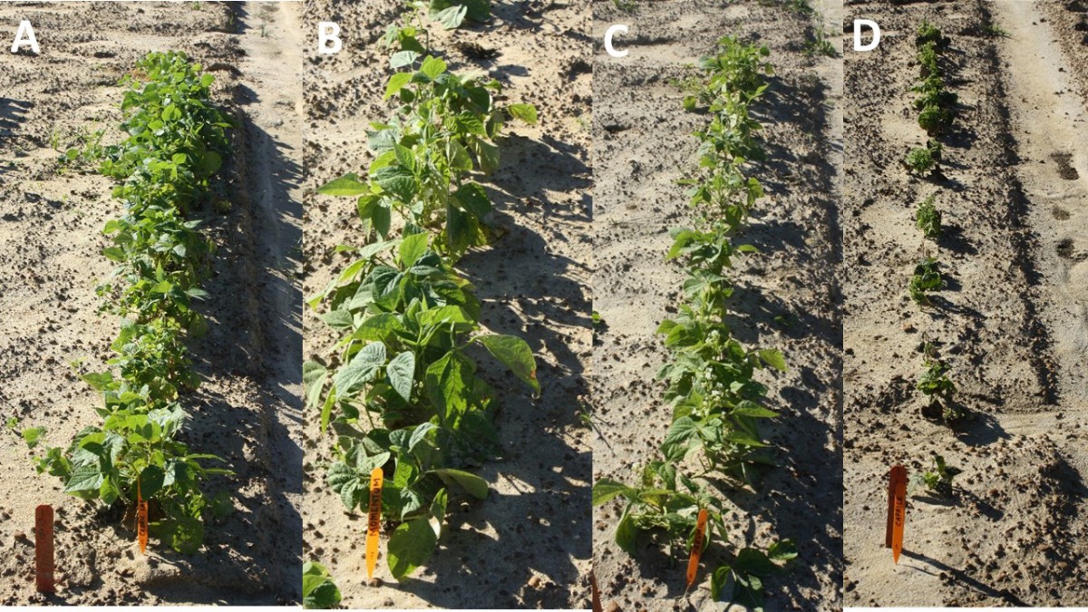 Photo Gallery | UGA Vegetable Extension Pathology Program