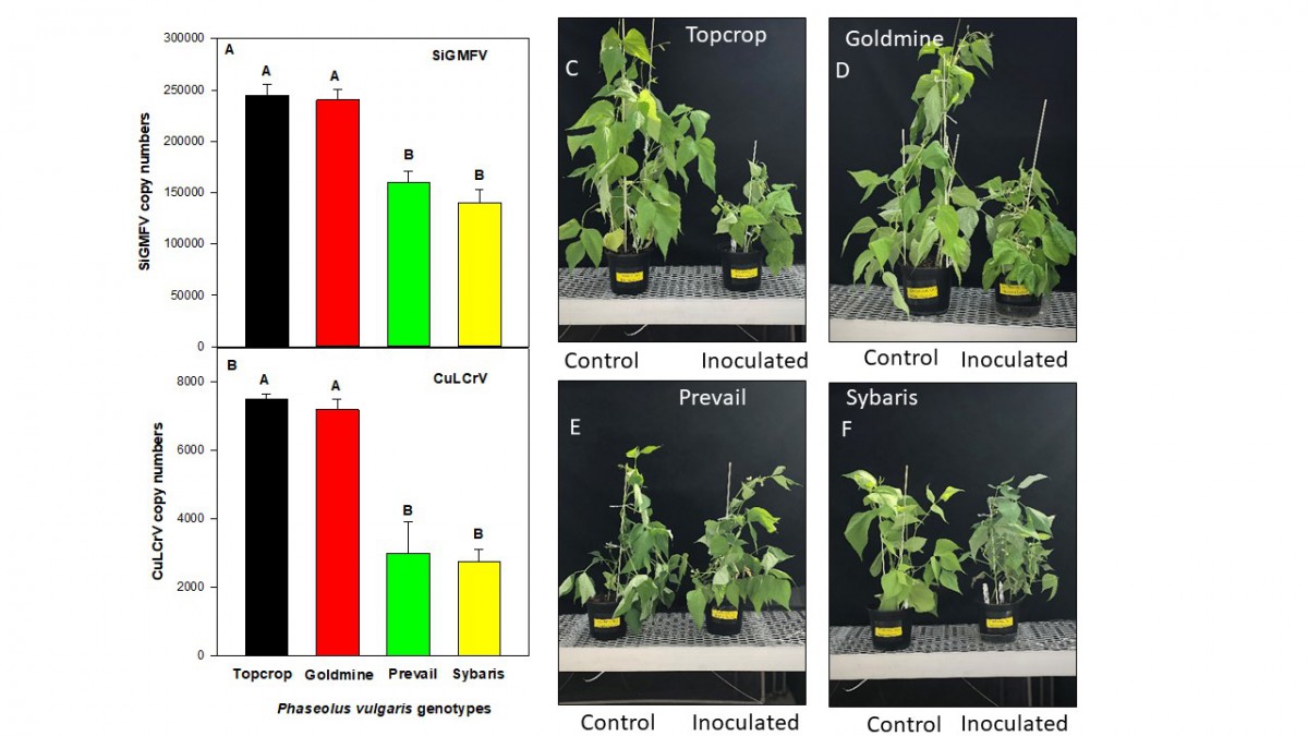 Ongoing Projects | UGA Vegetable Extension Pathology Program