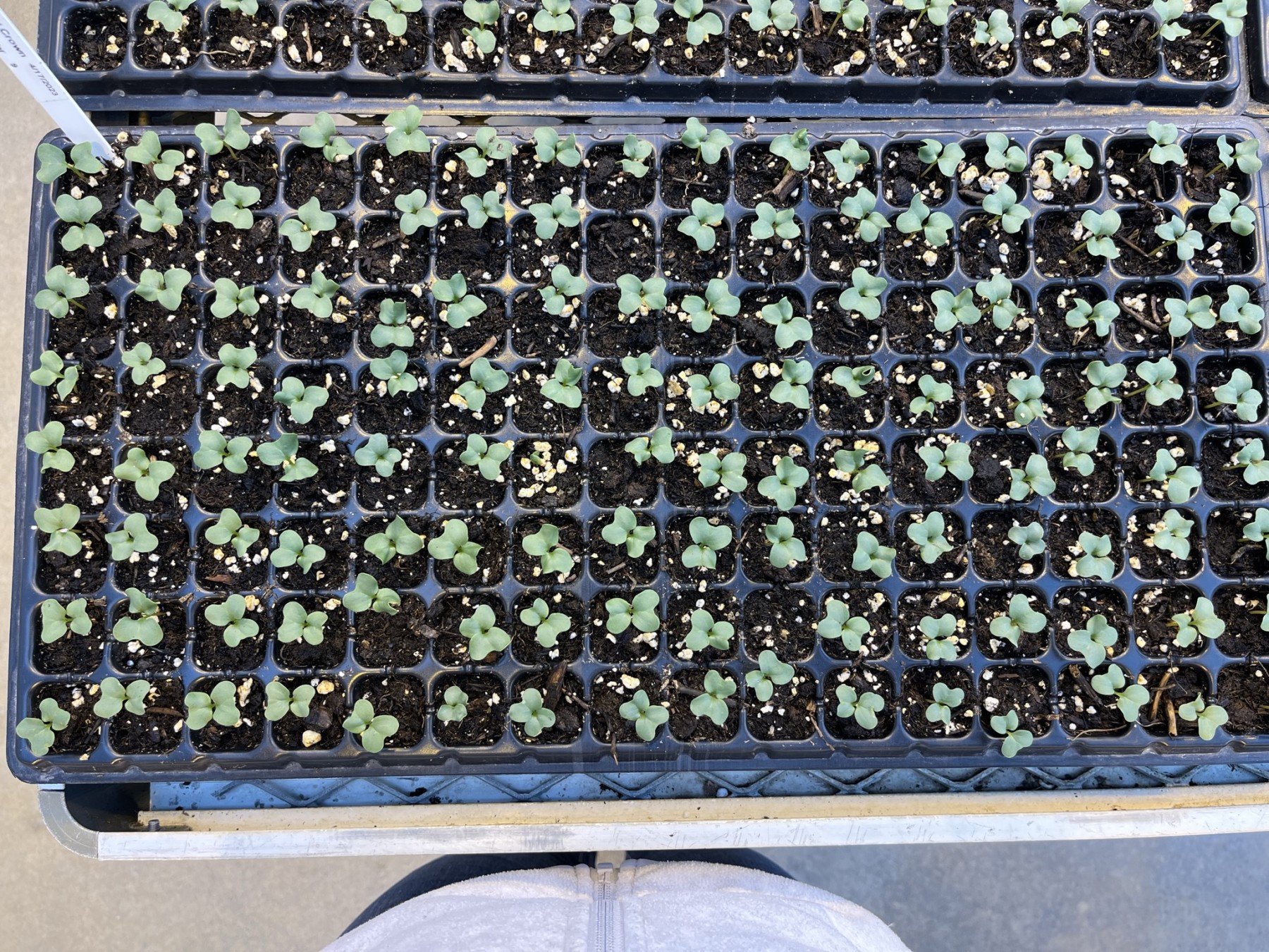 UGA Vegetable Extension Pathology Program