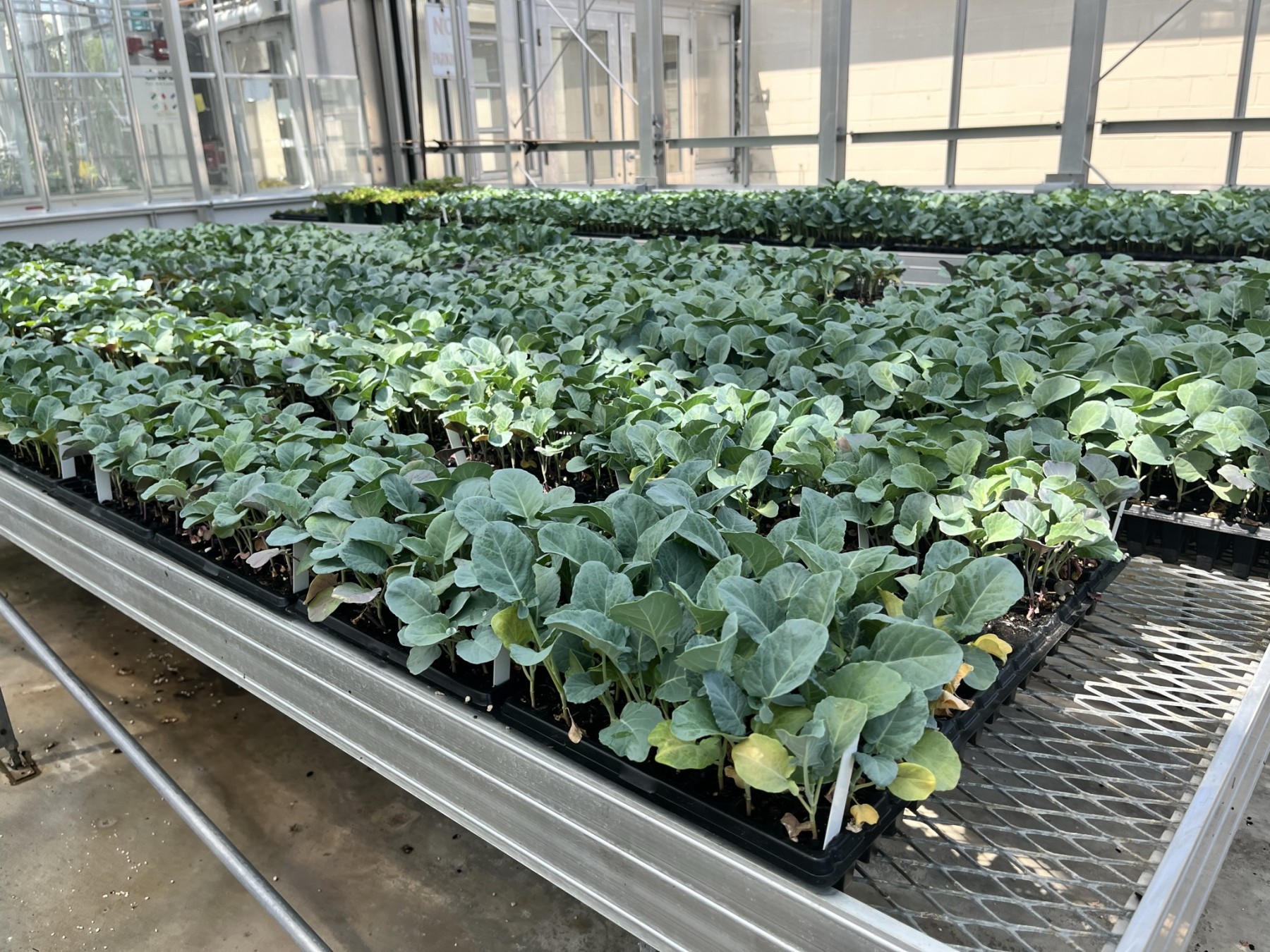 UGA Vegetable Extension Pathology Program