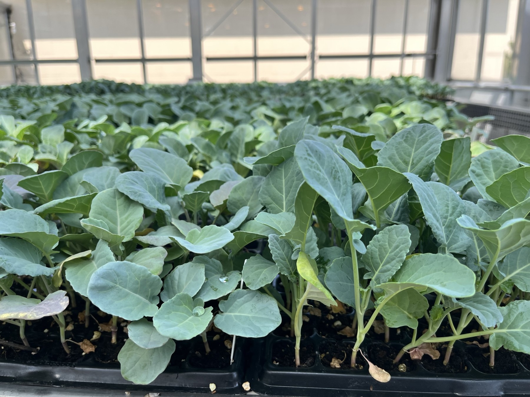 UGA Vegetable Extension Pathology Program