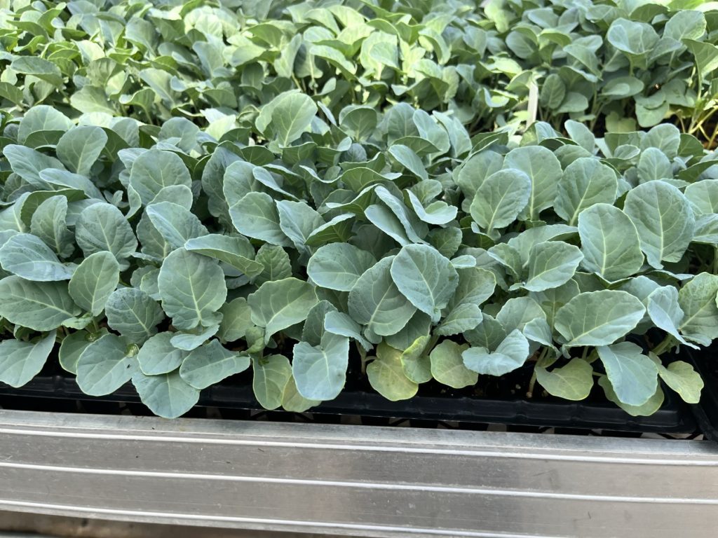 UGA Vegetable Extension Pathology Program