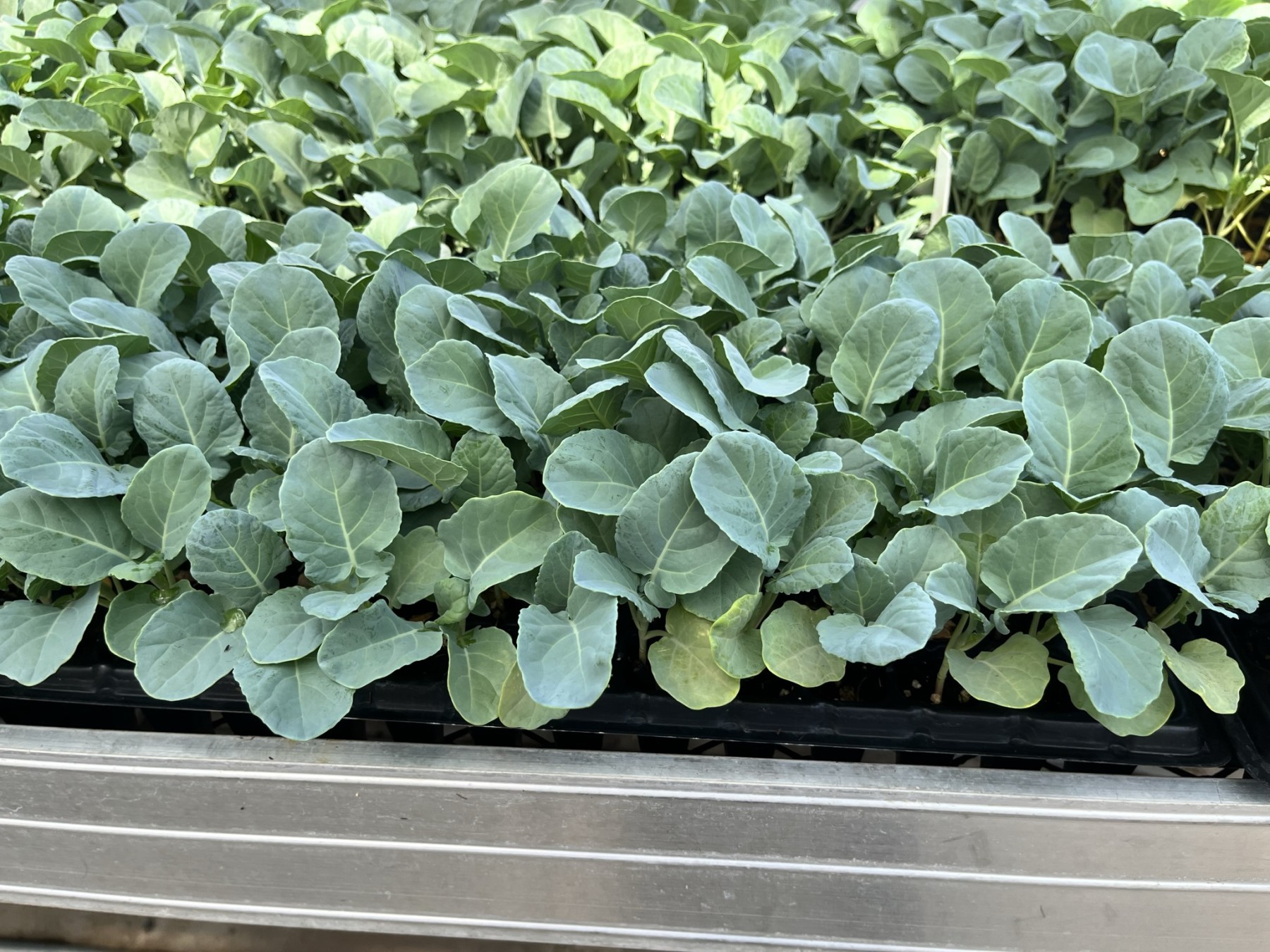 UGA Vegetable Extension Pathology Program