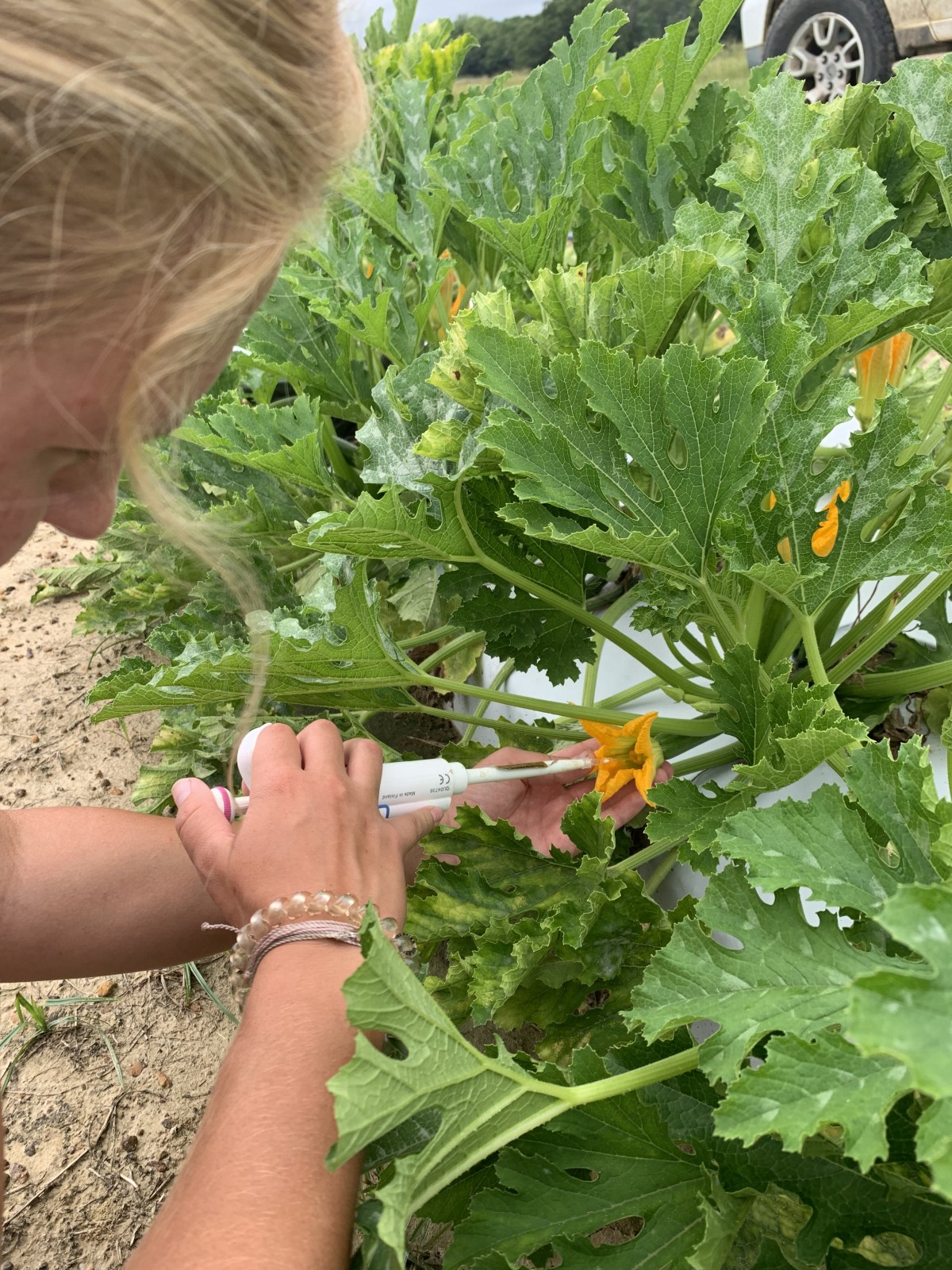 Wrapping up the first summer trials of the GA vegetable commission ...