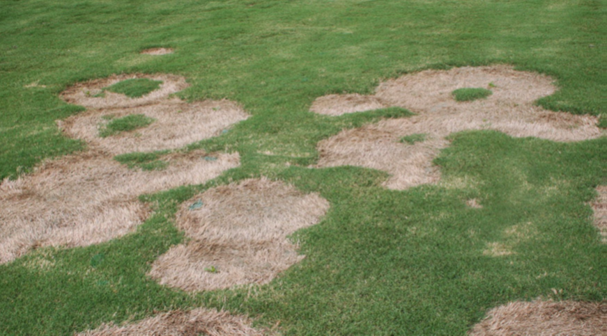 It’s that time again……turf disease management tips for fall | Turf and ...