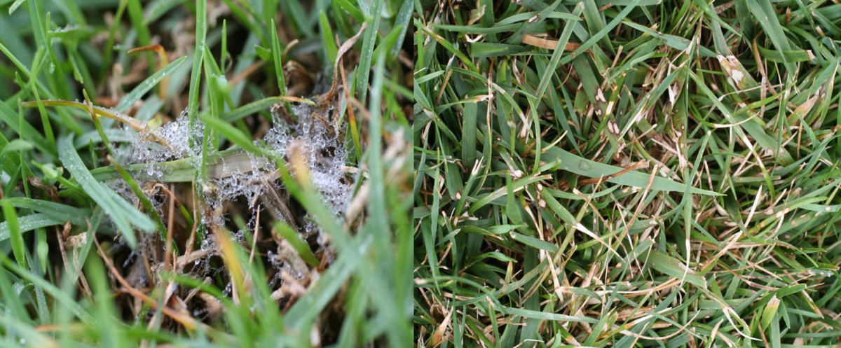 Winter And Early Spring Turfgrass Disease Foes Turf And Ornamental Pest Management