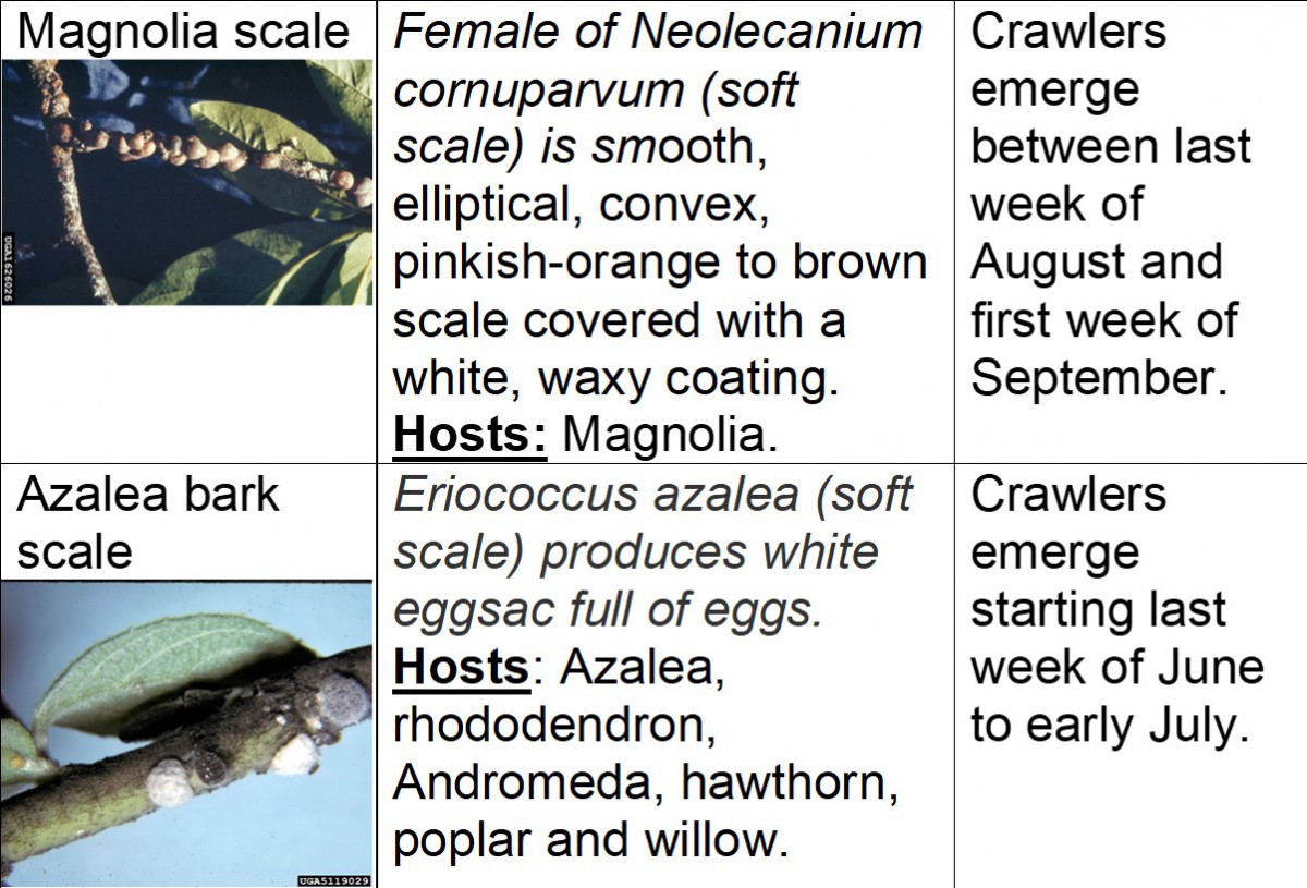 Scale insects on ornamental plants | Turf and Ornamental Pest Management