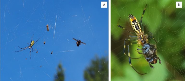 Managing Joro Spiders in the Landscape | Turf and Ornamental Pest ...