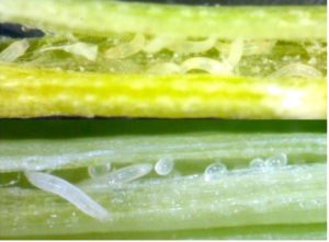 Turfgrass Pests | Turf and Ornamental Pest Management