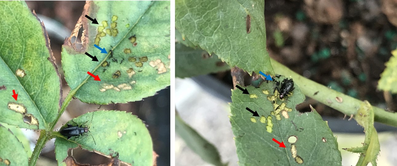 Redheaded Flea Beetle: An Ornamental Nursery Pest | Turf and Ornamental ...