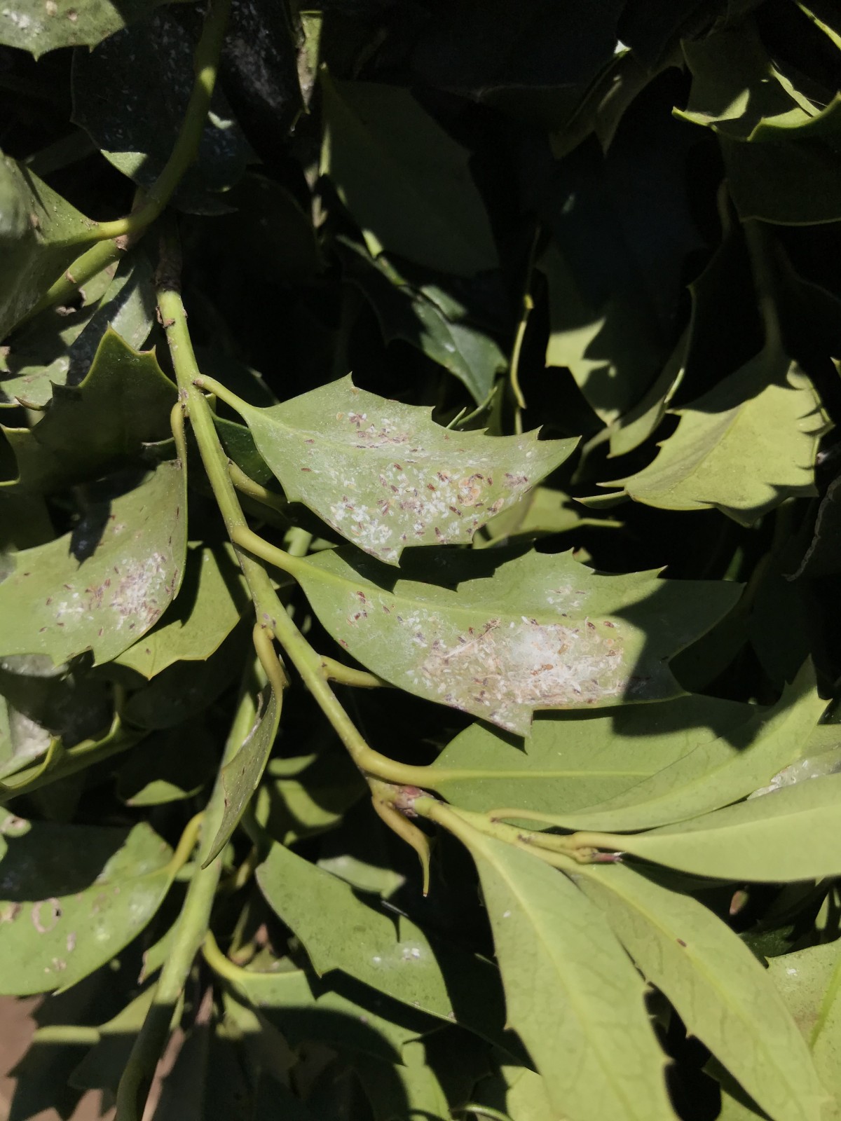 Landscape & Ornamental Pests | Turf and Ornamental Pest Management