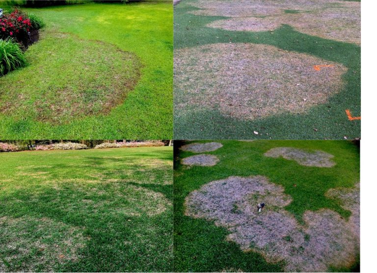 Turfgrass Disease Issues at Green Up | Turf and Ornamental Pest Management