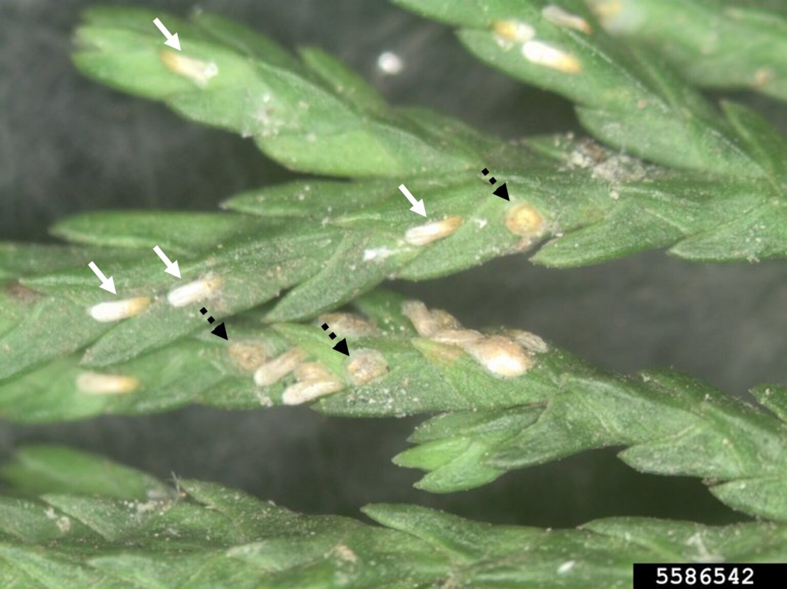 Juniper Scale: Biology and Management | Turf and Ornamental Pest Management