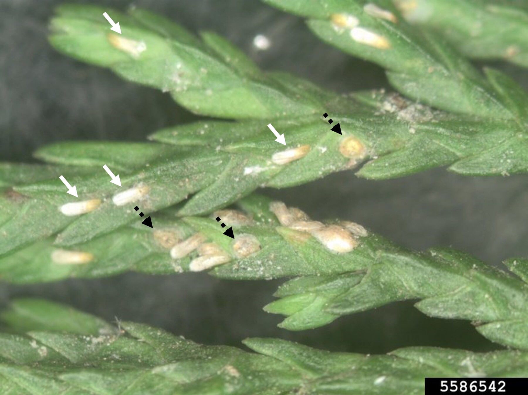 Juniper Scale: Biology and Management | Turf and Ornamental Pest Management