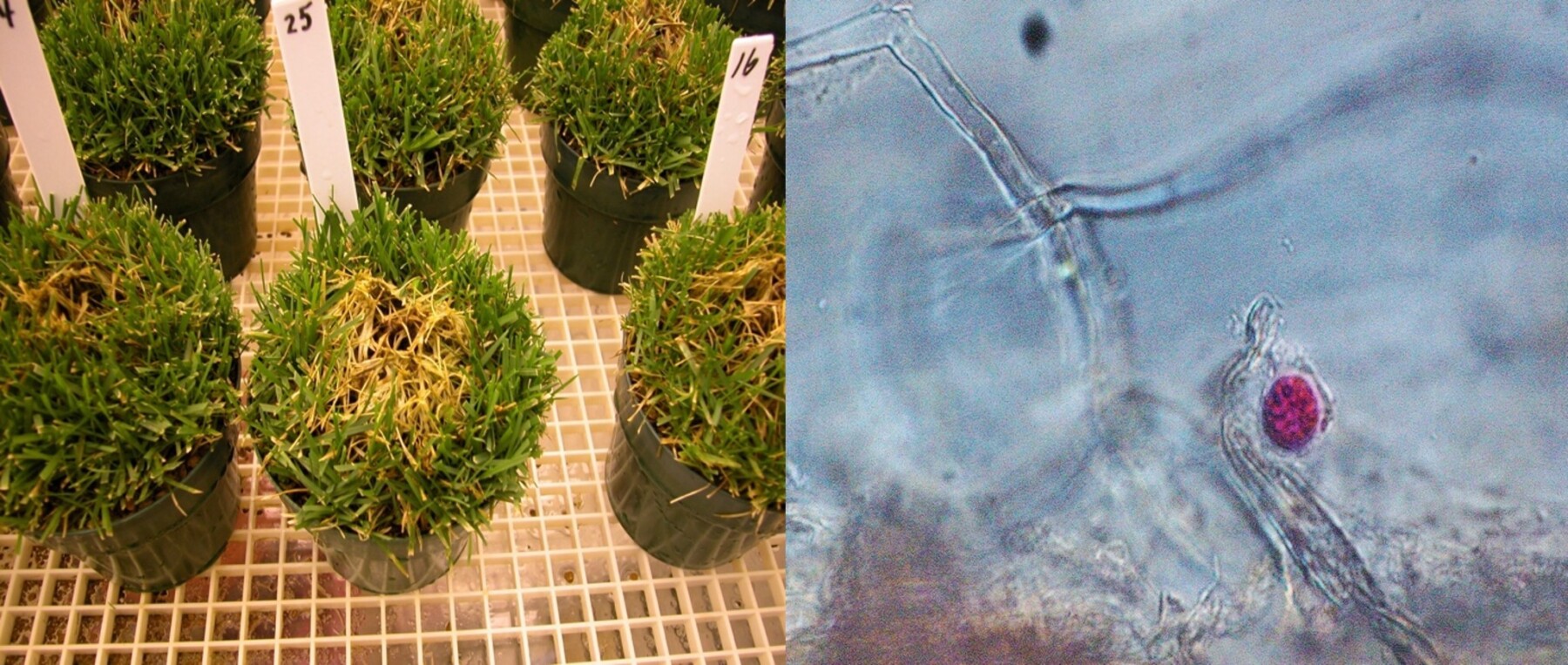 Time To Scout And Prevent Brown Patch And Pythium On Cool Season Grasses In Georgia 2024 Turf