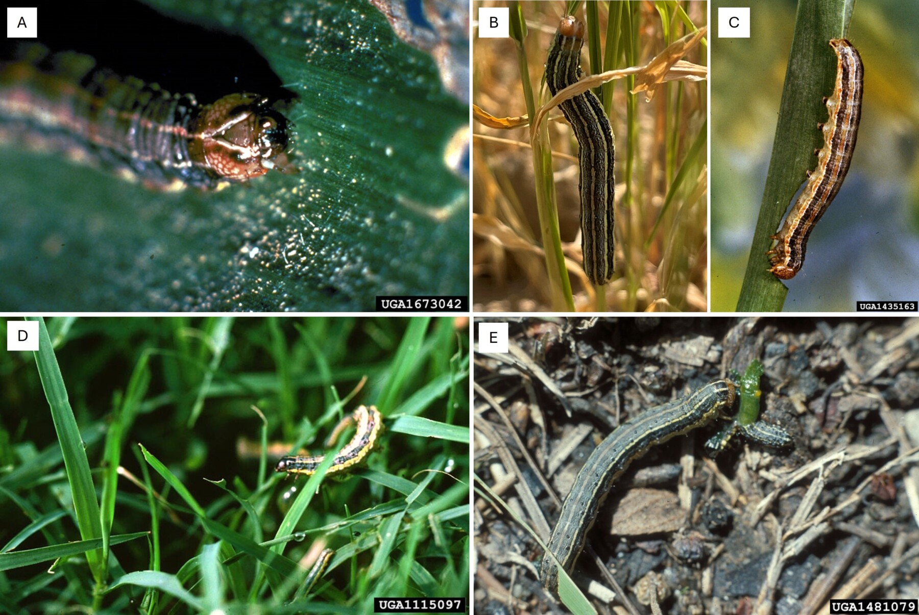 Fall armyworm: Biology and Management in Georgia Turfgrass | Turf and Ornamental Pest Management