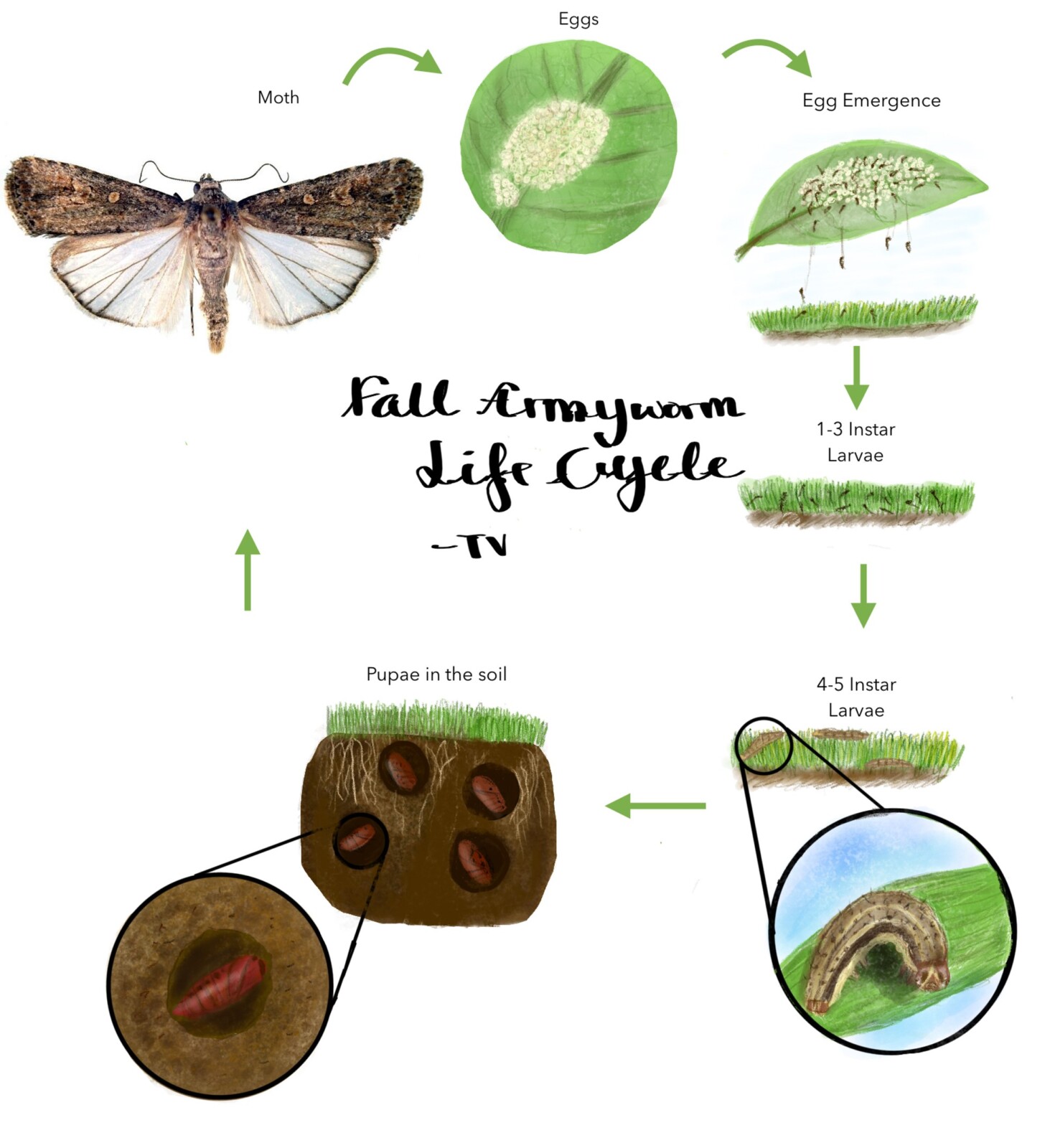 Fall armyworm: Biology and Management in Georgia Turfgrass | Turf and Ornamental Pest Management