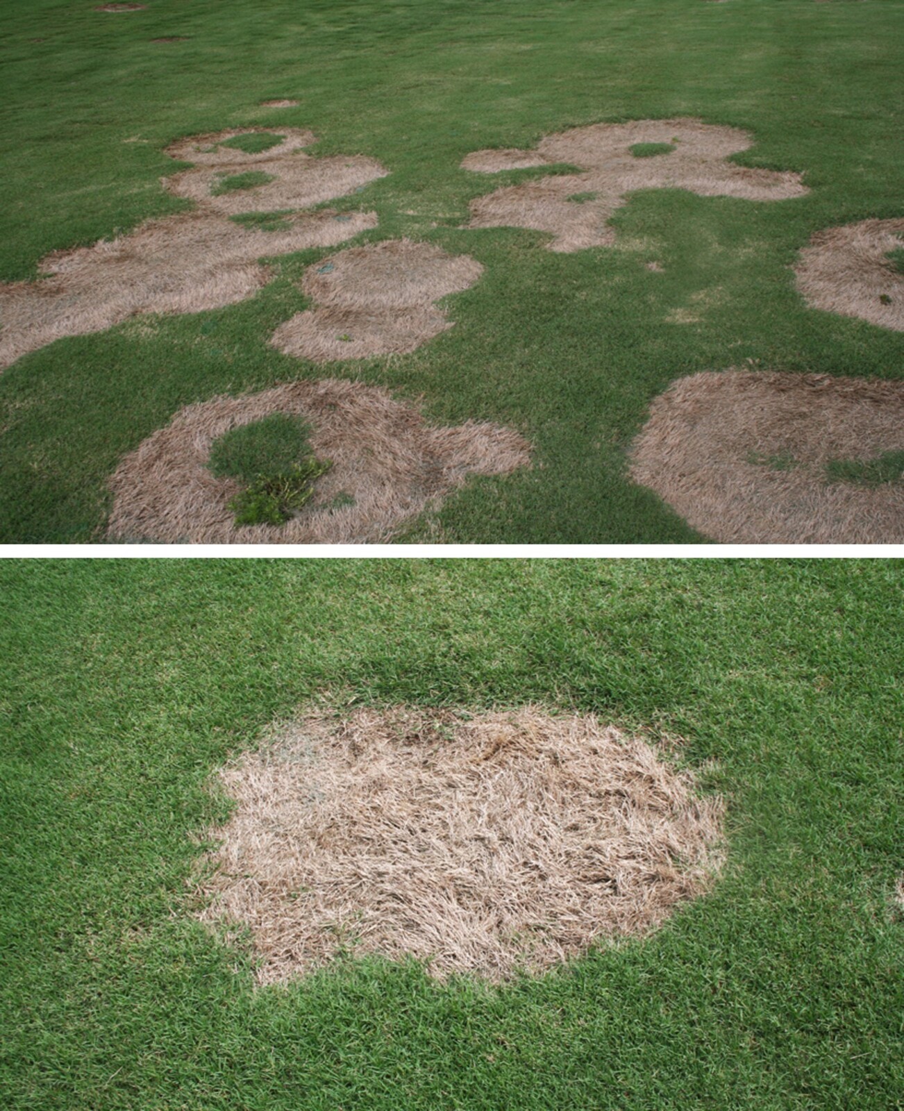 Spring dead spot diagnosis and management: Fall is the time to act ...