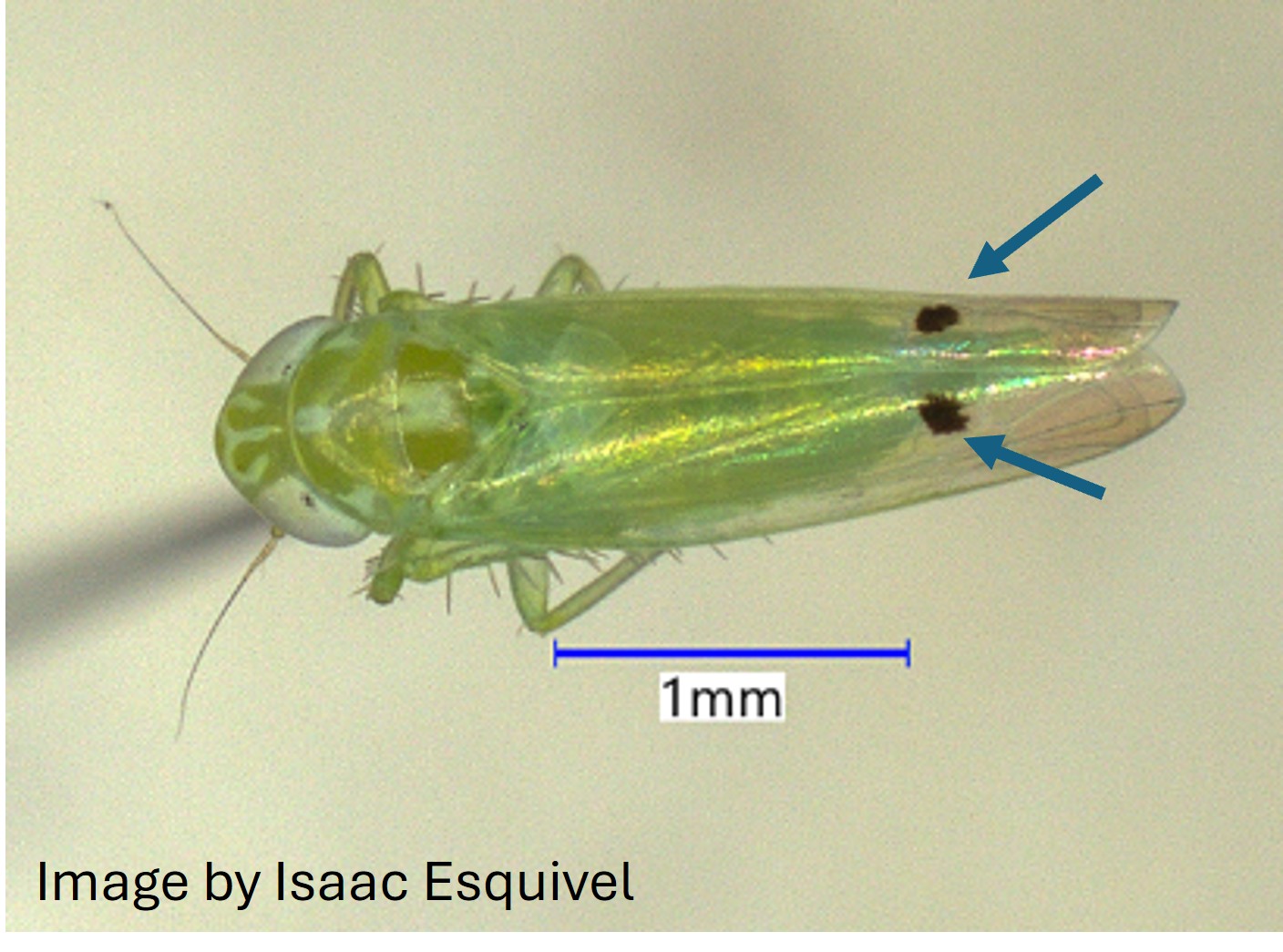 Pest alert: Cotton Jassid or Two-spot cotton leafhopper on hibiscus in ...