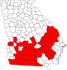 Pest alert: Cotton Jassid or Two-spot cotton leafhopper on hibiscus in ...