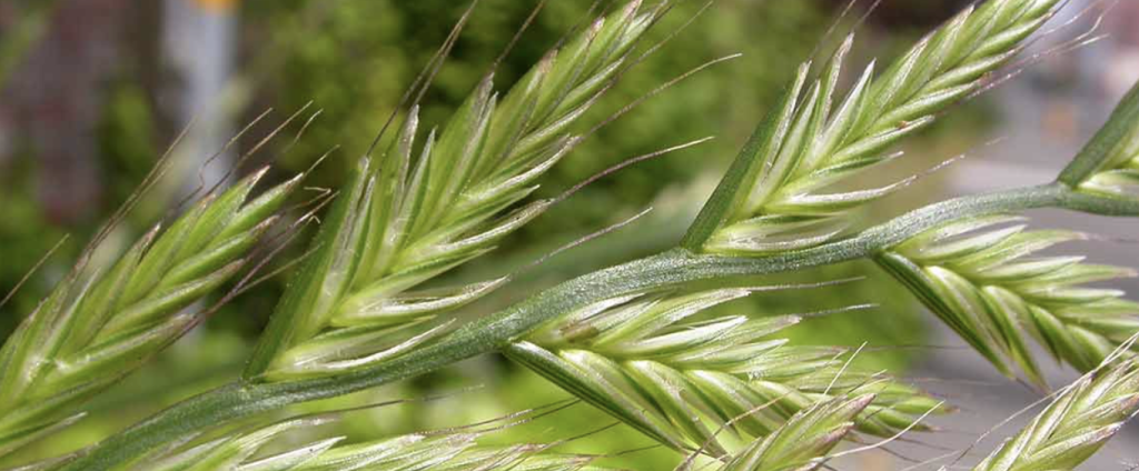 Ryegrass & Orchard Grass | Forage Breeding Lab