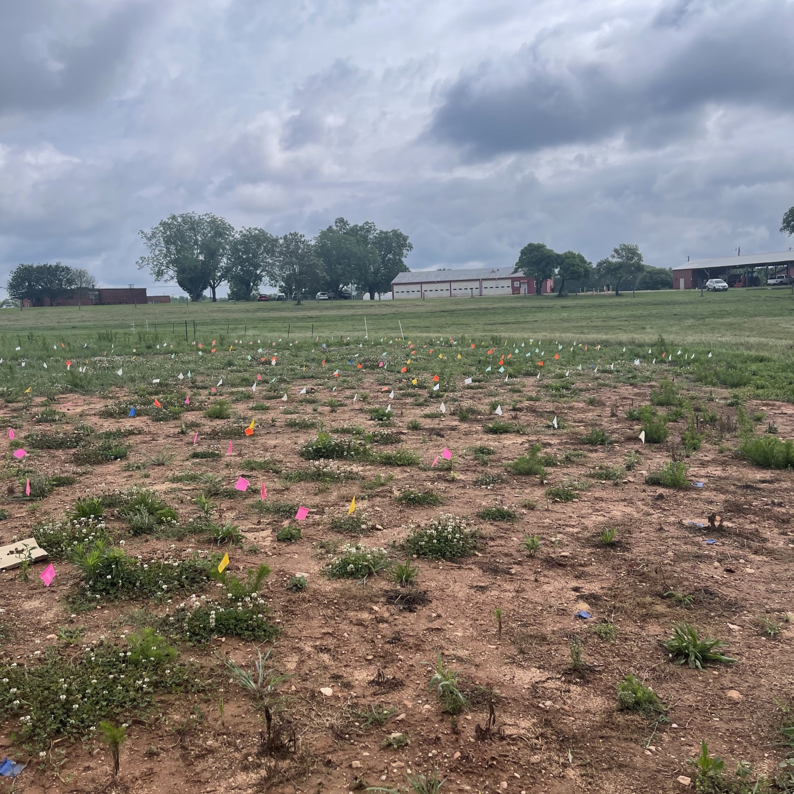 Research | Forage Breeding Lab