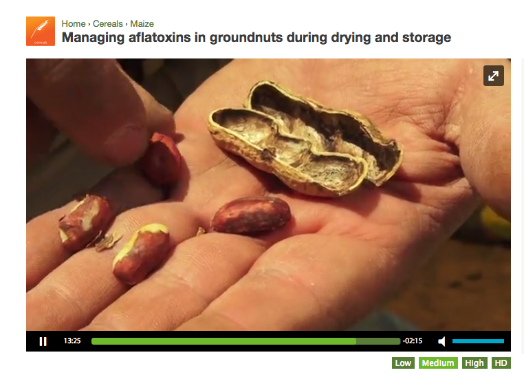 Check out this new video about proper drying of groundnuts | Innovation ...