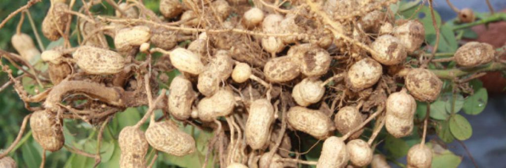 Ghana groundnut group plans July meeting | Innovation Lab for Peanut