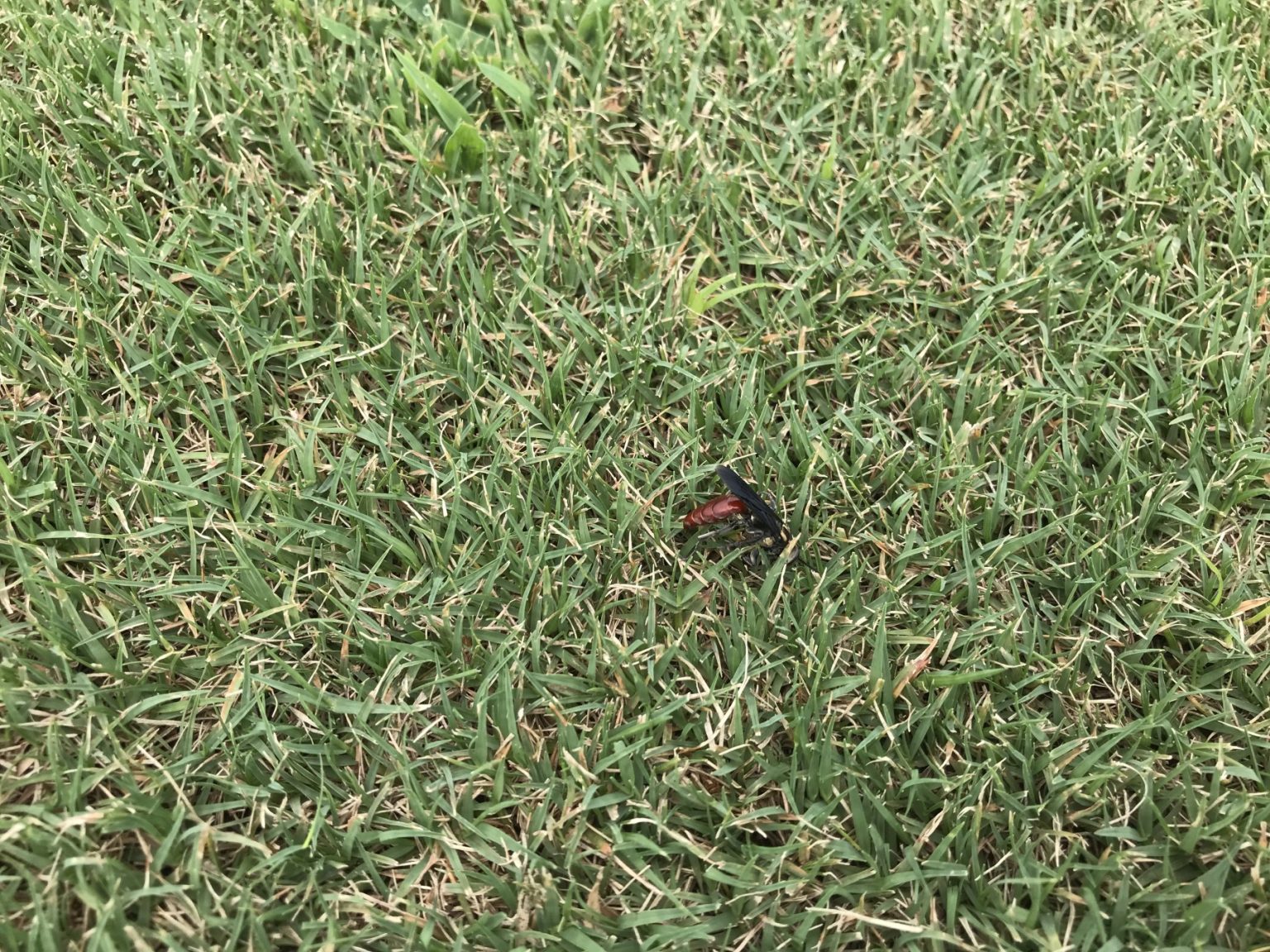 Turfgrass and Ornamental Entomology