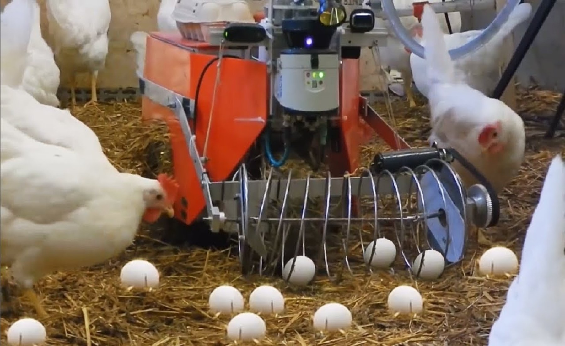 Robots for Precision Poultry and Egg Production | Precision Poultry Farming