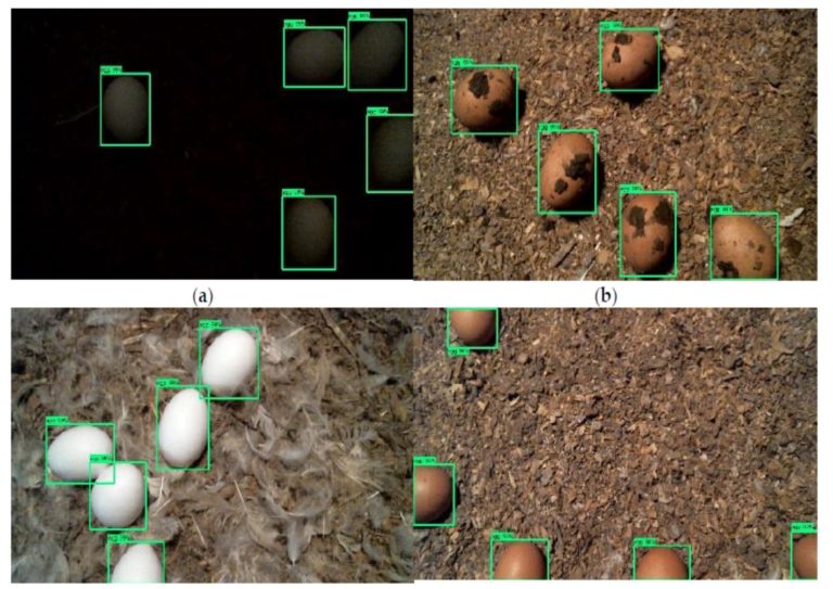 Robots for Precision Poultry and Egg Production | Precision Poultry Farming
