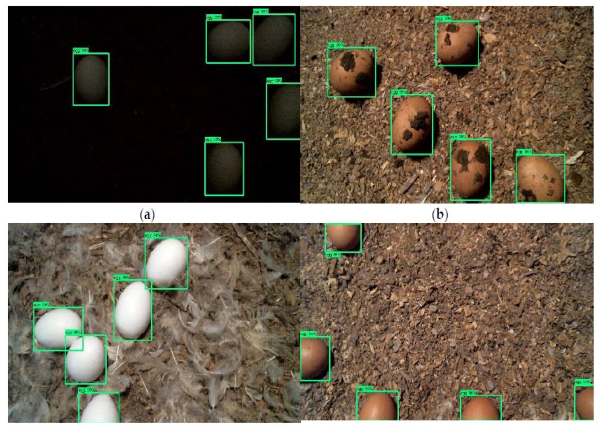 Robots for Precision Poultry and Egg Production | Precision Poultry Farming