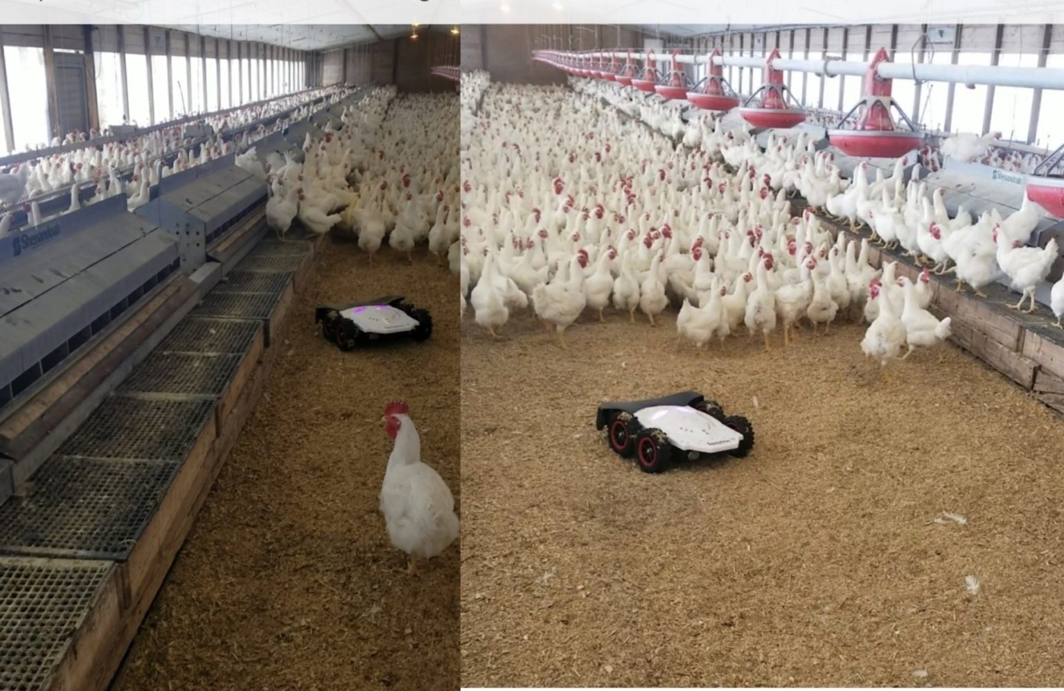 Robots for Precision Poultry and Egg Production | Precision Poultry Farming