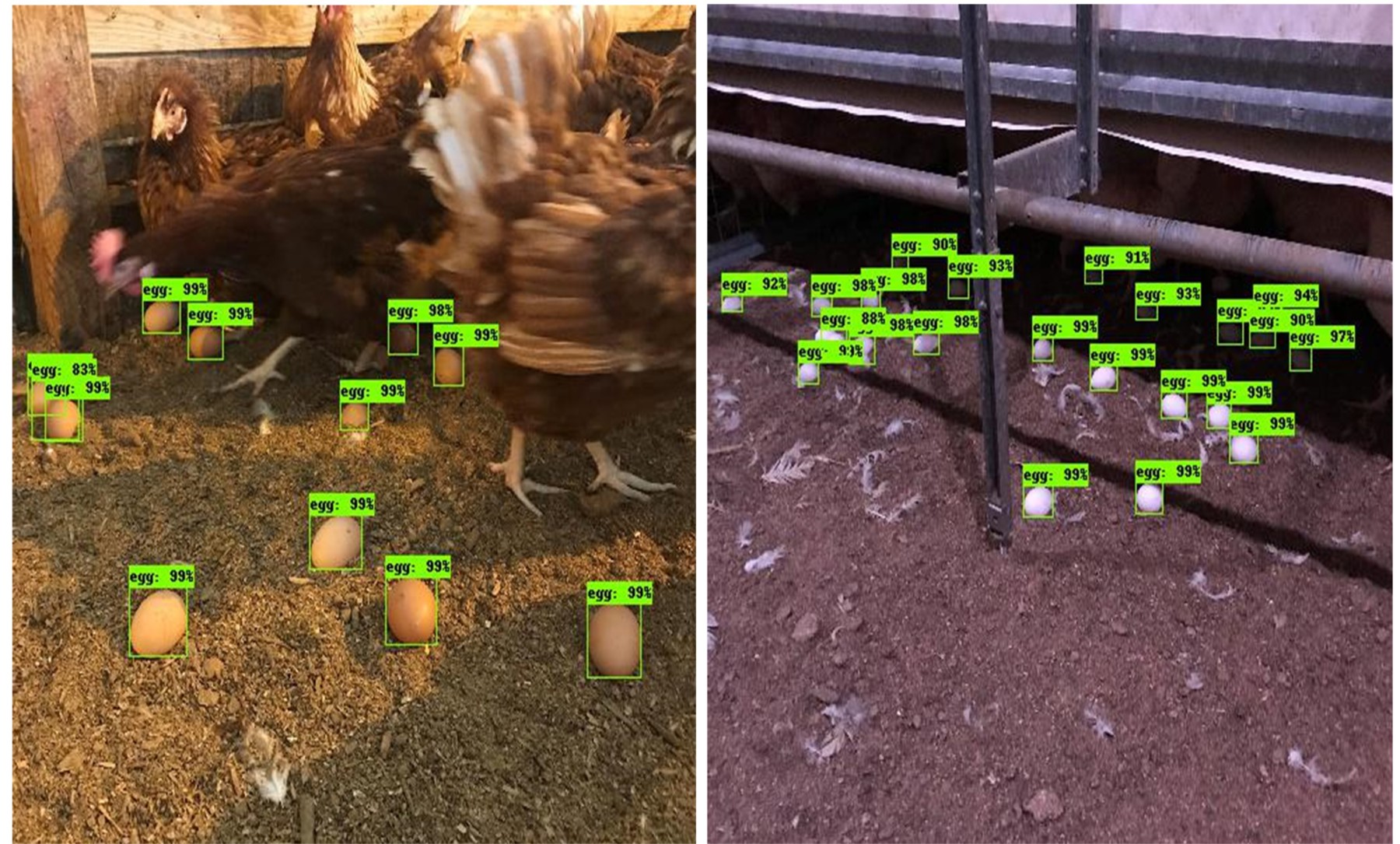 Robots for Precision Poultry and Egg Production | Precision Poultry Farming