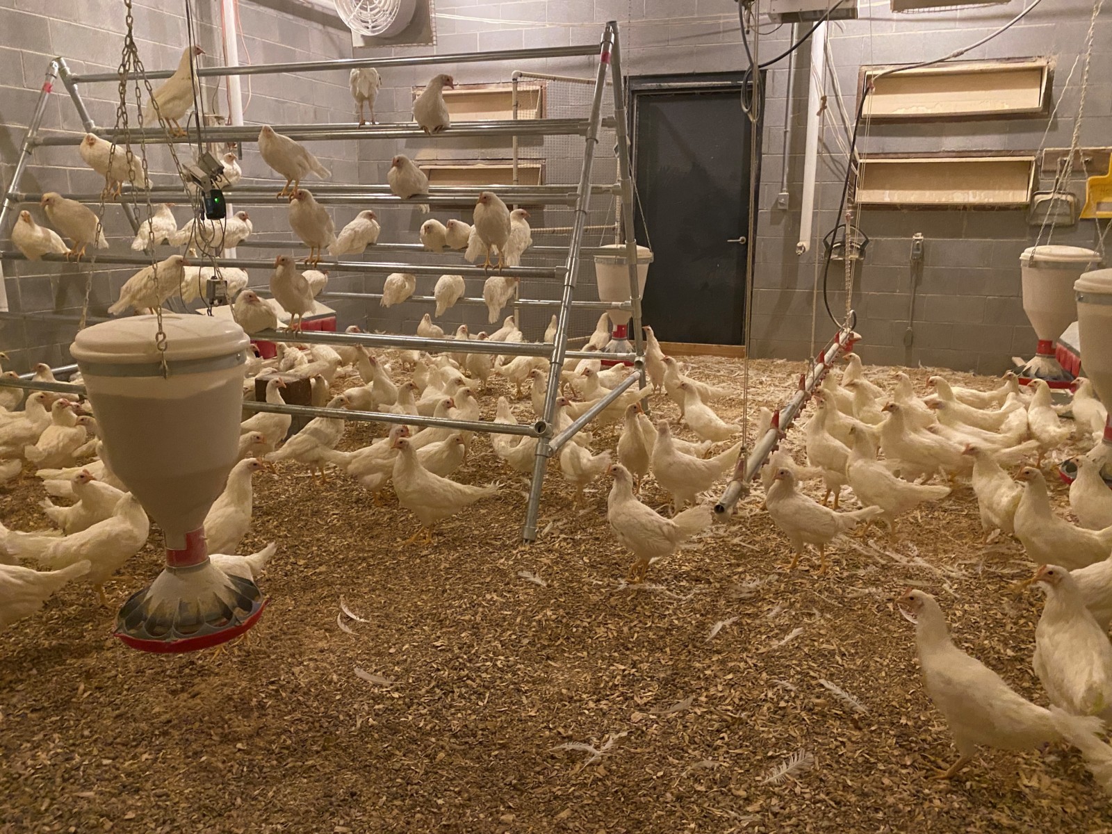 A Precision Method for Tracking Cage-free Hens on the Floor | Precision ...