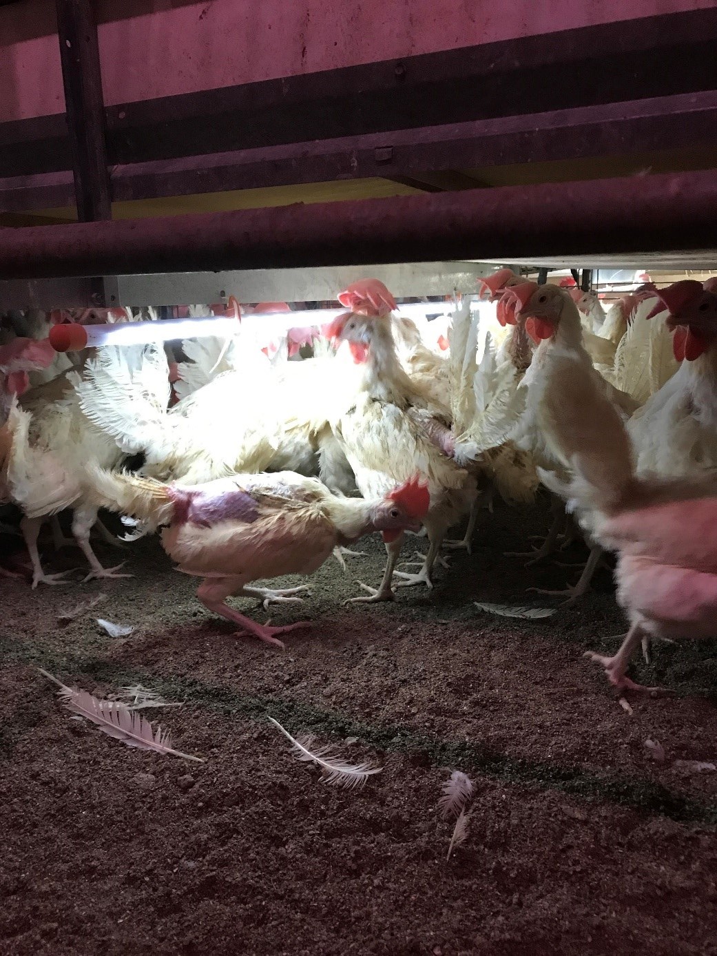 Monitoring Cage-free Hens’ Pecking with Deep Learning | Precision ...