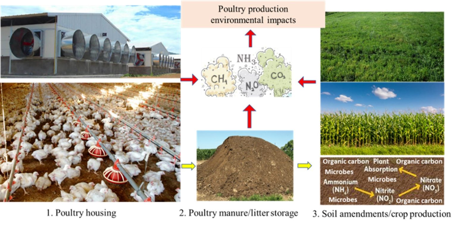 Controlling Ammonia Generations in Poultry Houses | Precision Poultry ...