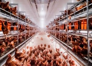 Dust Generations, Impacts, and Control Strategies in Poultry Houses ...