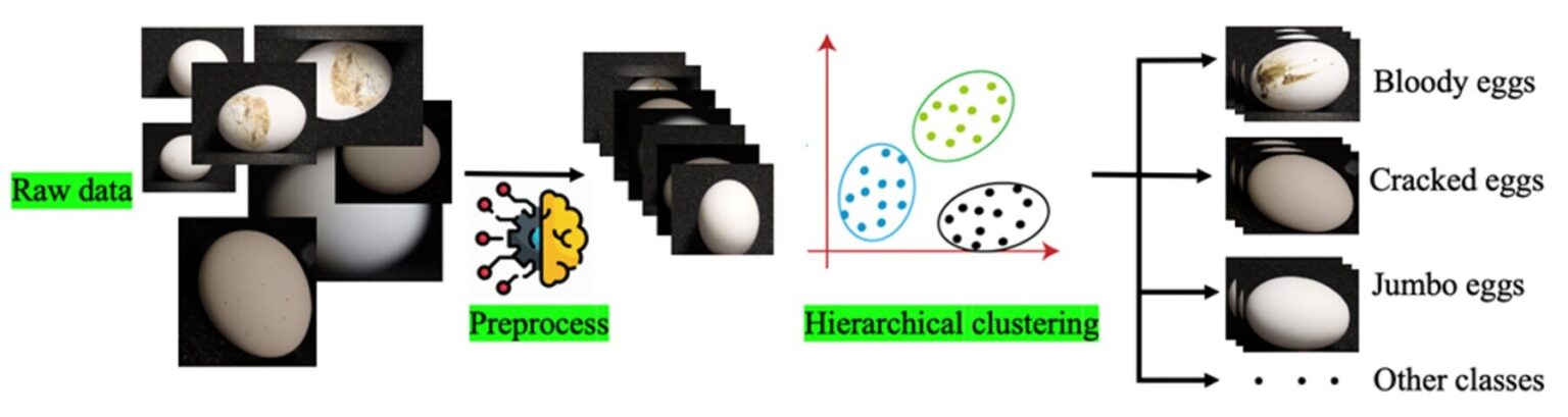 Deep Learning Systems for Automatic Egg Grading | Precision Poultry Farming