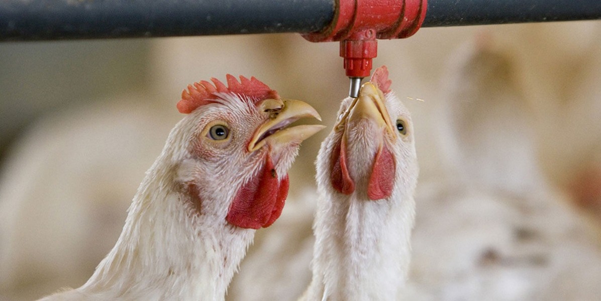Tracking Poultry Drinking and Floor Eggs with an Innovative Depth ...